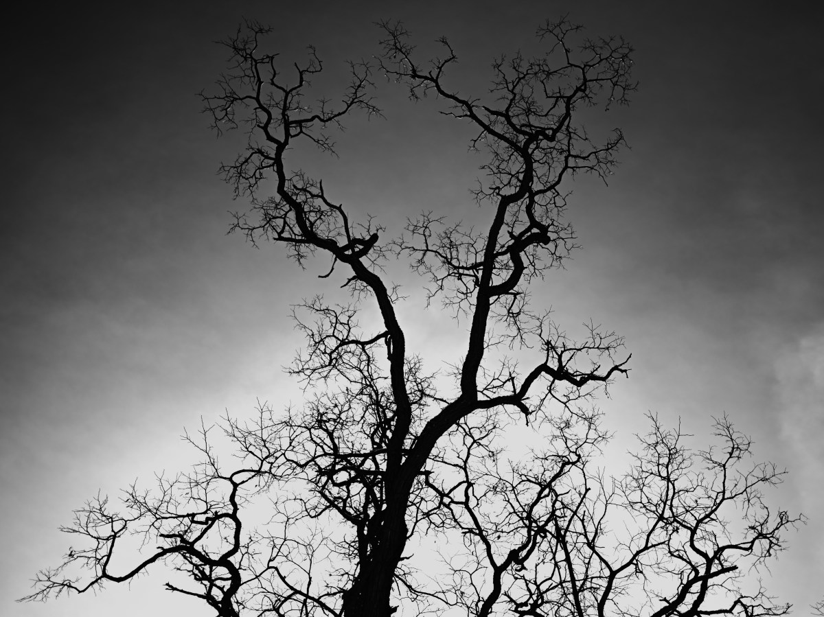 Fantastic Fractals – Momentarily Captivated